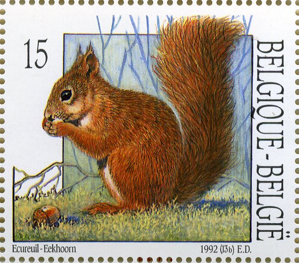 Ecureuil roux